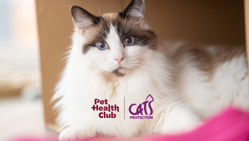 Cats Protection named as Pet Health Club’s first charity partner
