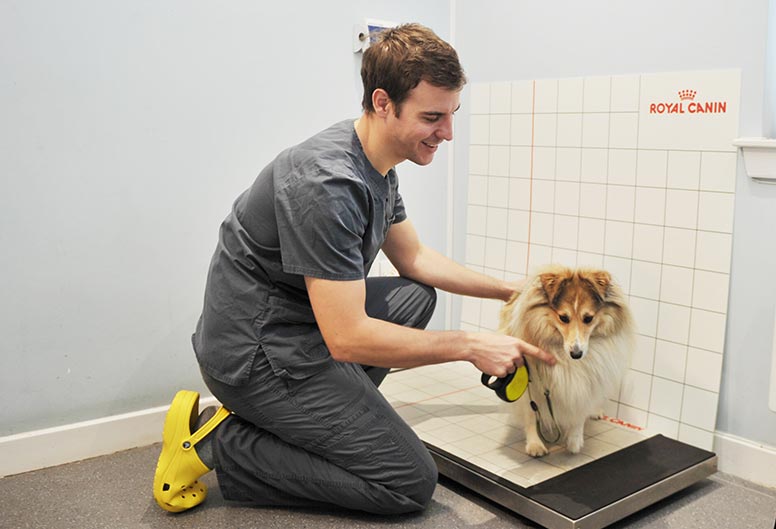 New Group Chief Veterinary Officer Announced for IVC Evidensia