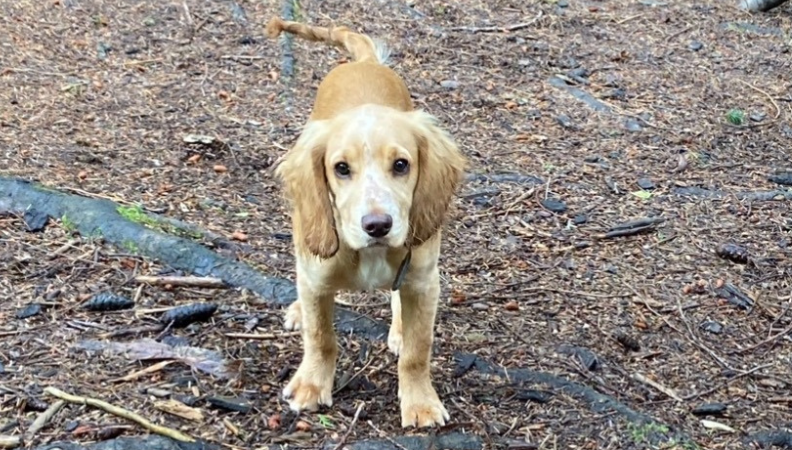 Spaniel Rowan plunges off cliff while chasing bird