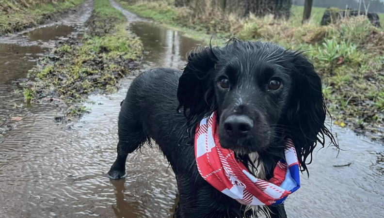 Doddie Aid fundraising league go the distance to help fund vital ...