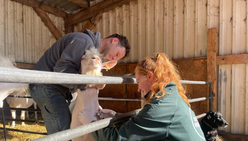 Farm Vet Exchange Programme hailed a success after Dutch-UK pilot