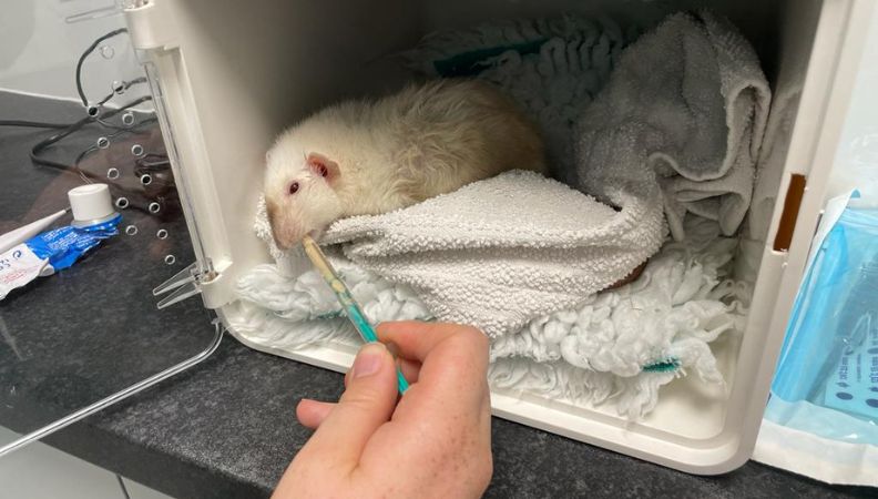 Tumour removal surgery at Great Western Exotics saves pet rat