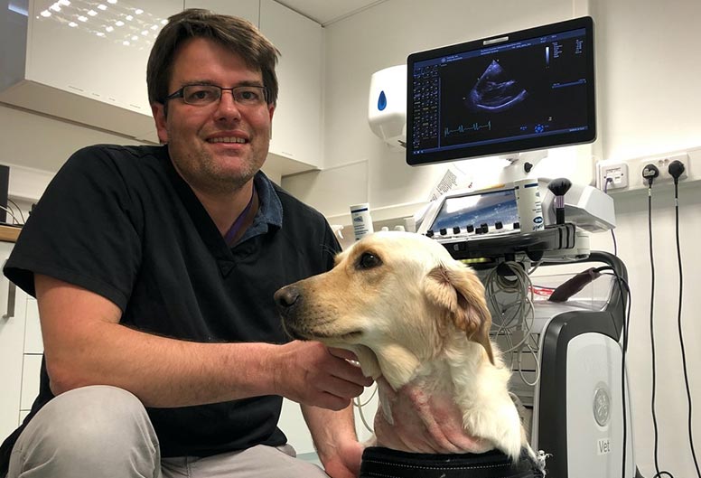 Leo, a Labrador from Dublin, Receives Lifesaving Treatment in the UK ...