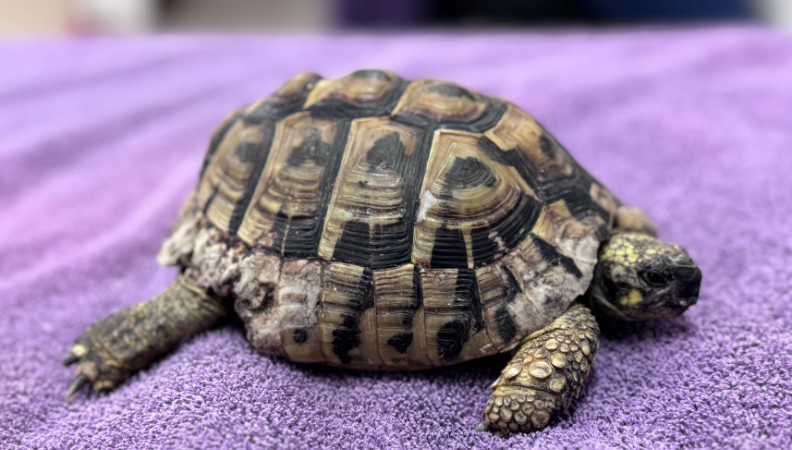 Kirks Vets kick off UK-wide search after pet tortoise found at ...