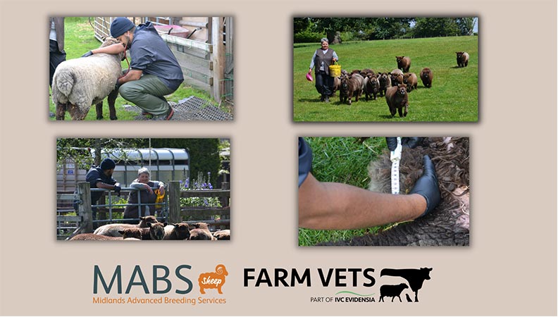 New service available for sheep breeders in the Midlands