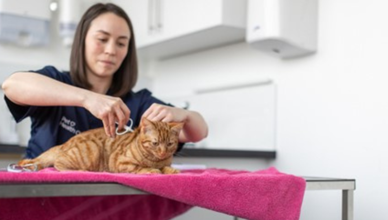 Pet Health Club cat microchipping campaign gains national attention